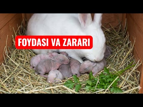 QUYON BOQMOQCHIMISIZ !? UNDA BILISHIZ KERAK BO’LGAN FOYDA VA ZARARI!