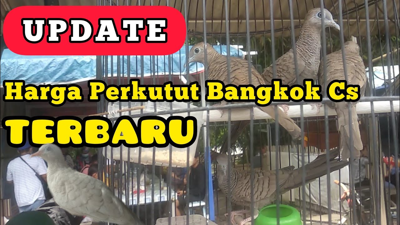 Update HARGA PERKUTUT BANGKOK, CEMANI,SILVER, MAJAPAHIT Terbaru di ...