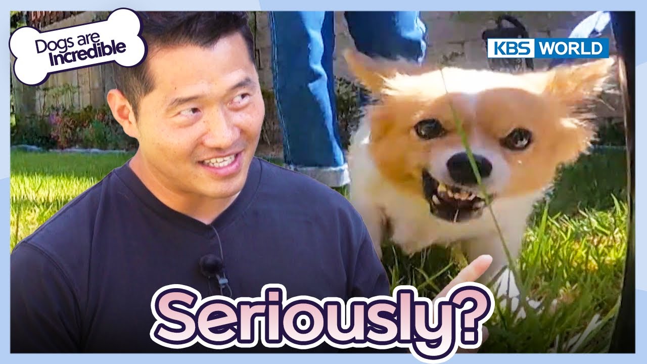 Seriously? [Dogs are incredible : EP.193-3] | KBS WORLD TV 231114 - YouTube