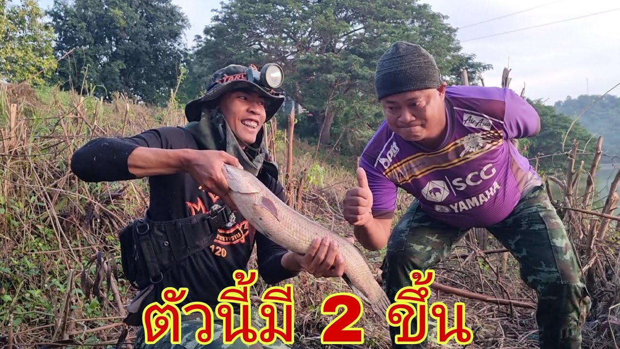 snakehead fish trap กู้ลอบดักปลาช่อน 2 ธันวาคม ค.ศ. 2022 - YouTube
