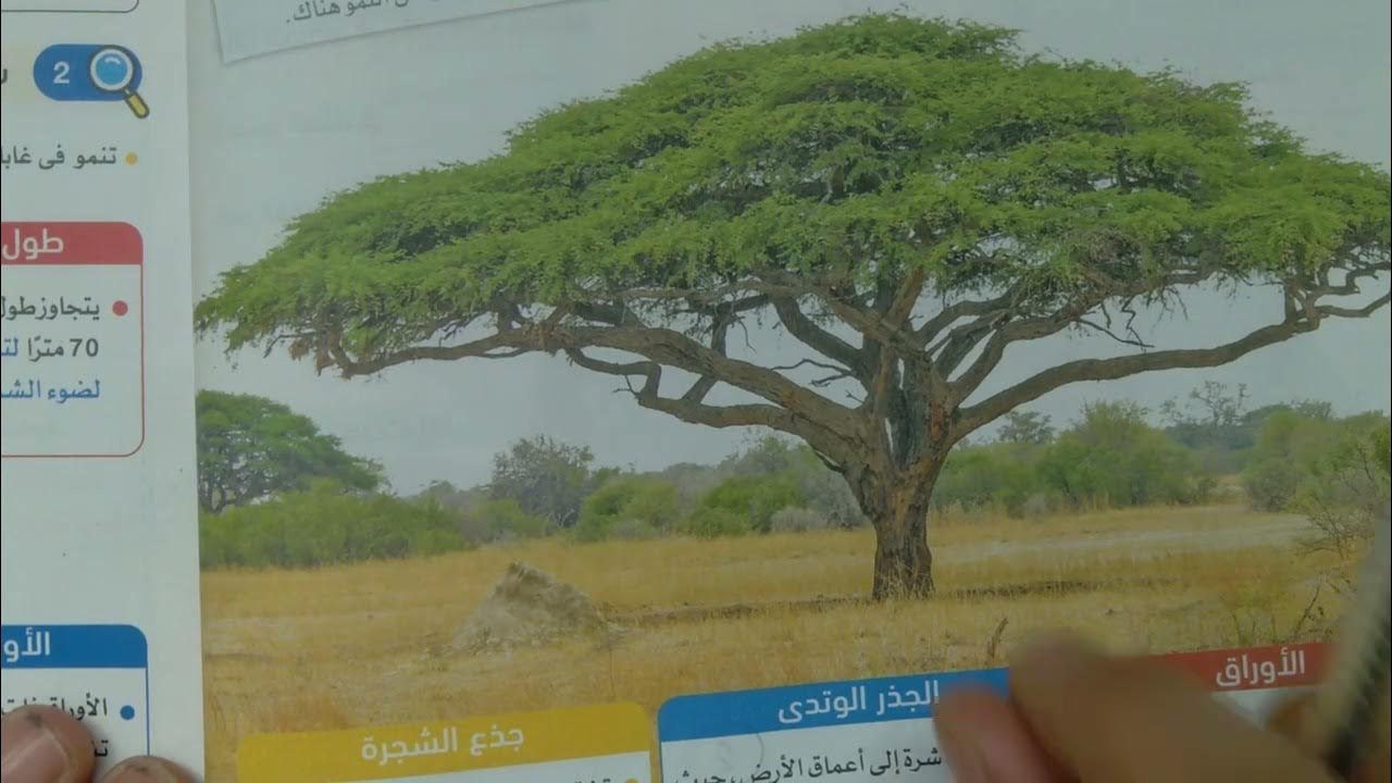 الدرس الثالث طرق تكيف النباتات وحل تدريبات كتاب الاضواء صفحة٢٤ علوم