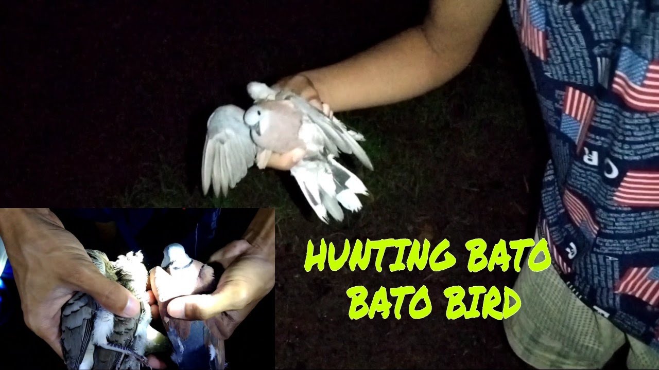 Night Hunting Musang at Bato bato na ibon. Bird Hunting - YouTube
