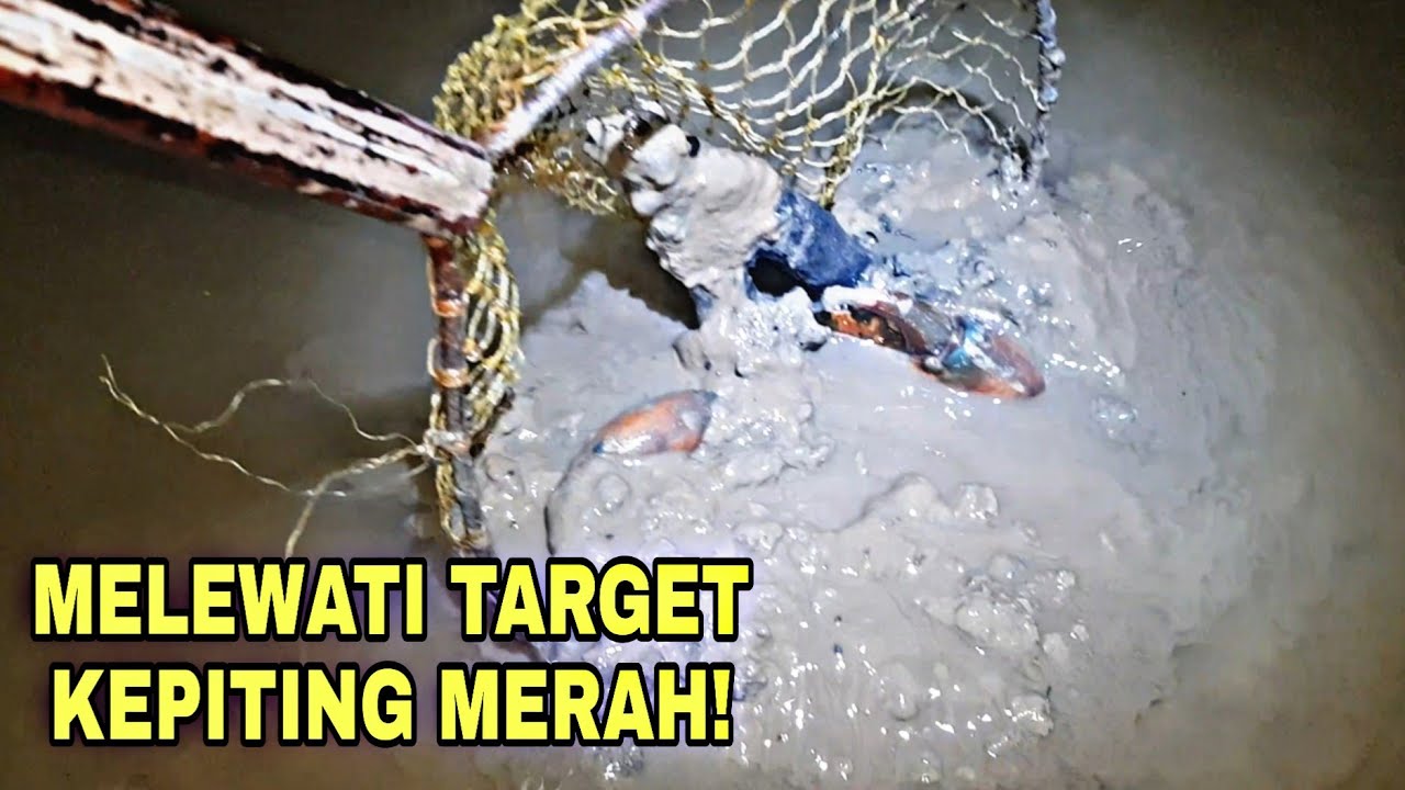 KEPITING MERAHNYA GUYS 1 KG || BARU KALI INI!!! - YouTube