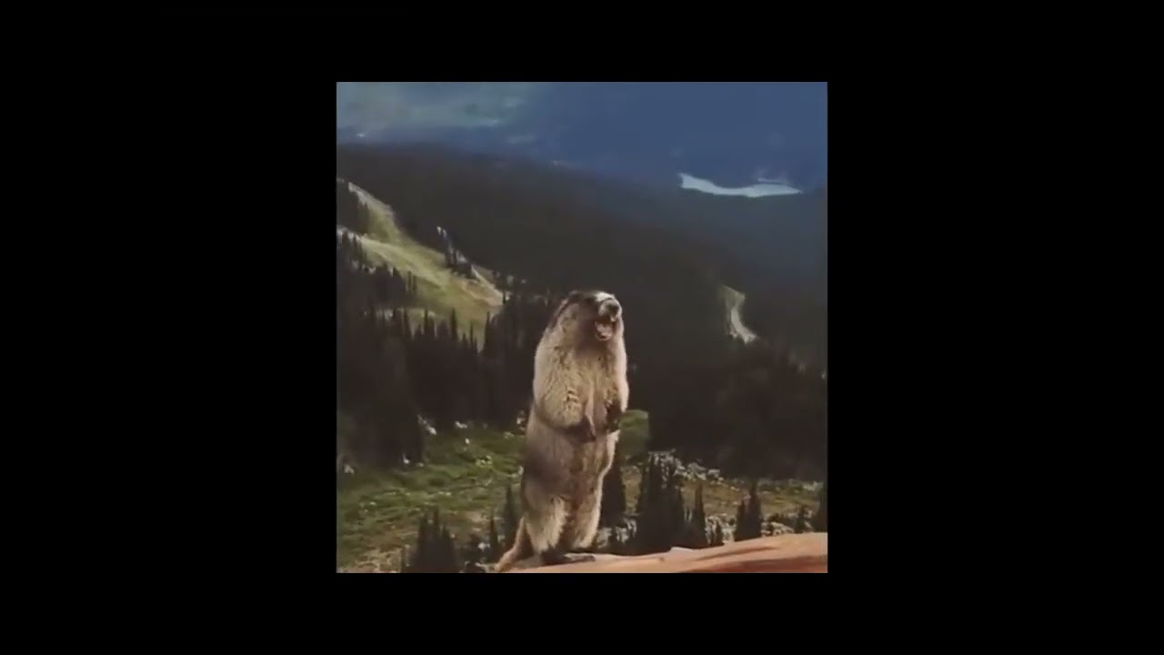 Otter scream meme - YouTube