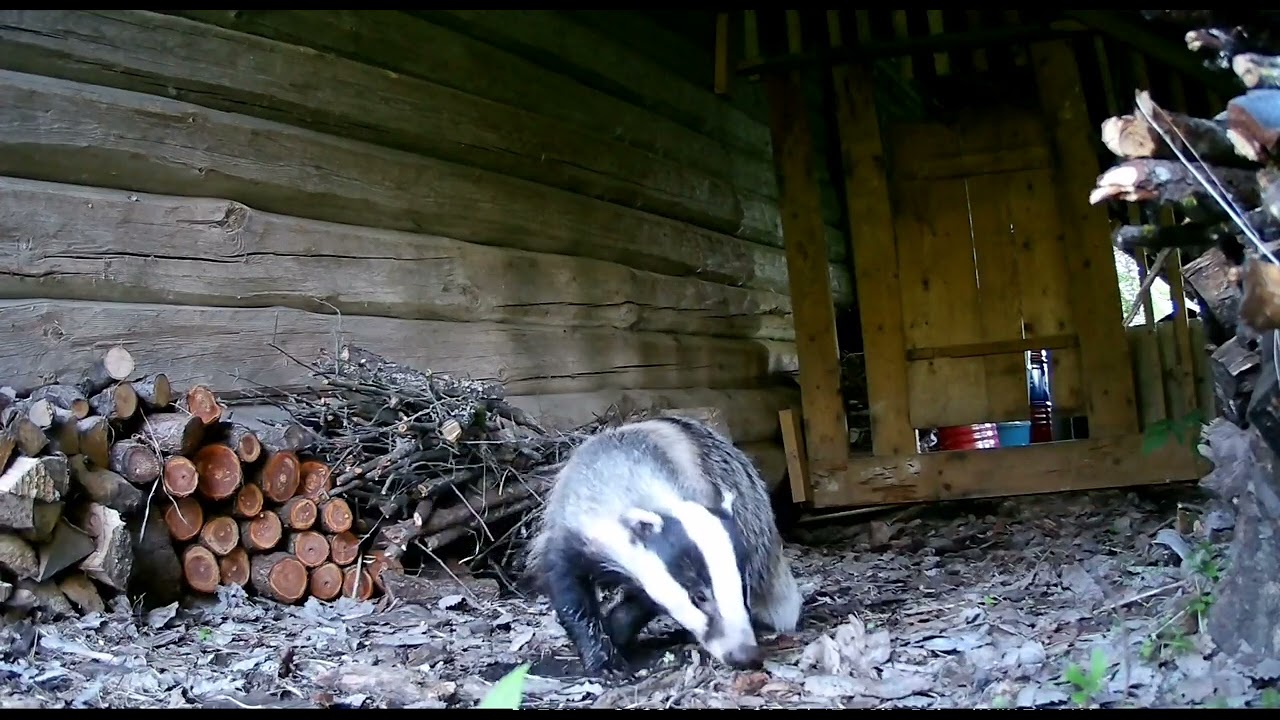 Barsukai eina namo - YouTube