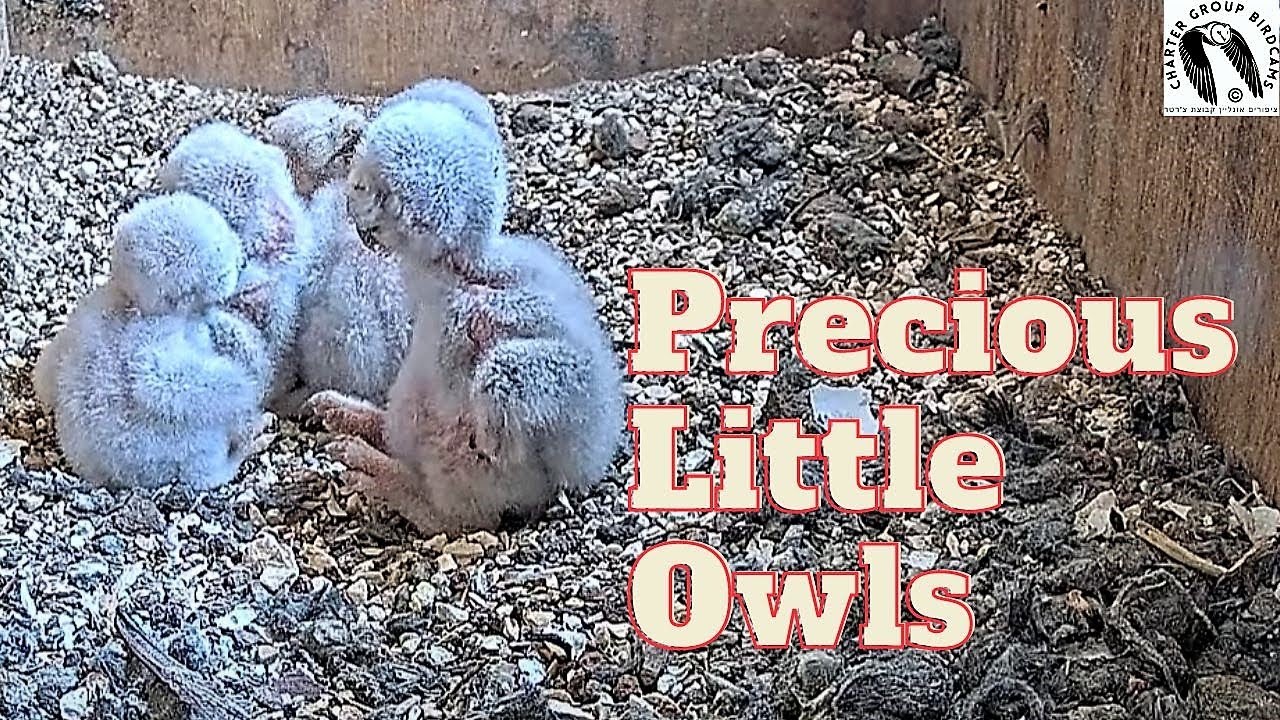 The Cutest Little Owl Family: Nestlings Cuddling in Harmony - YouTube