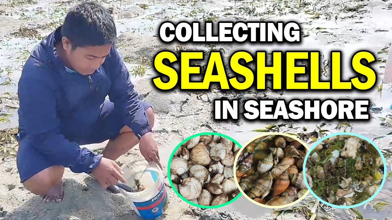 THE BEST PLACE TO COLLECT SEASHELLS. - YouTube