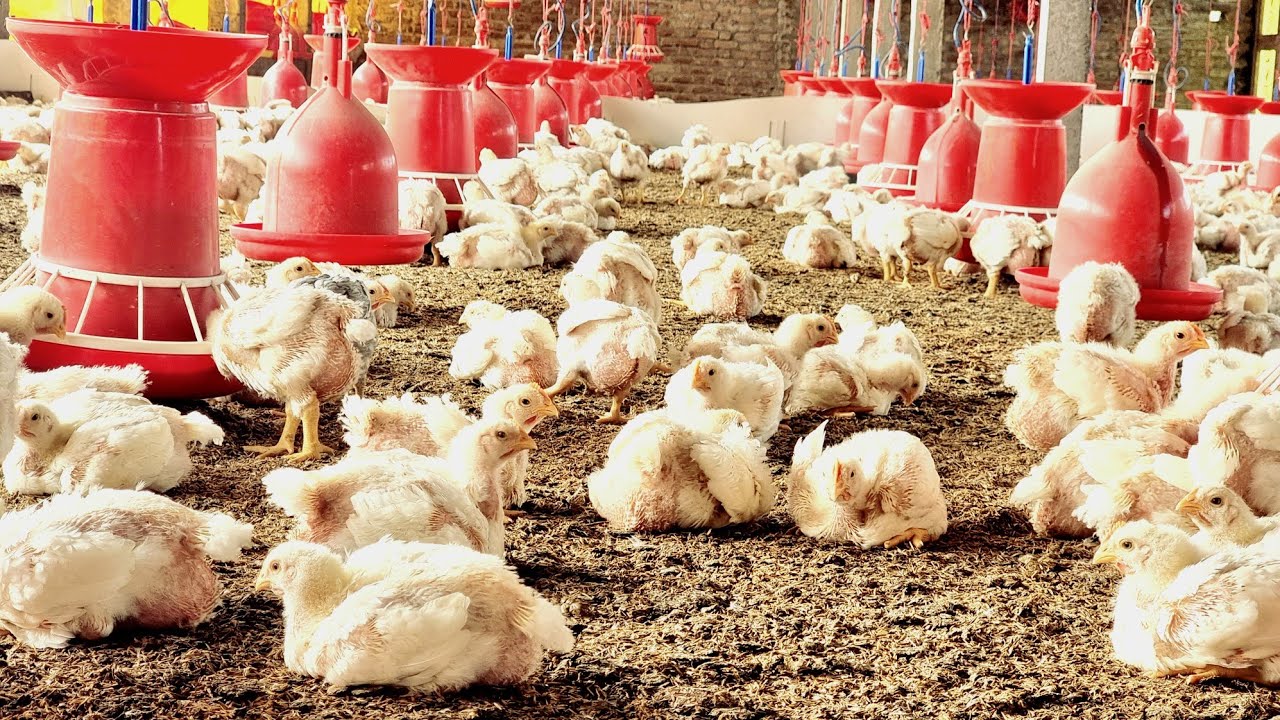 CRD & E.coli in Broiler Poultry Farming - YouTube