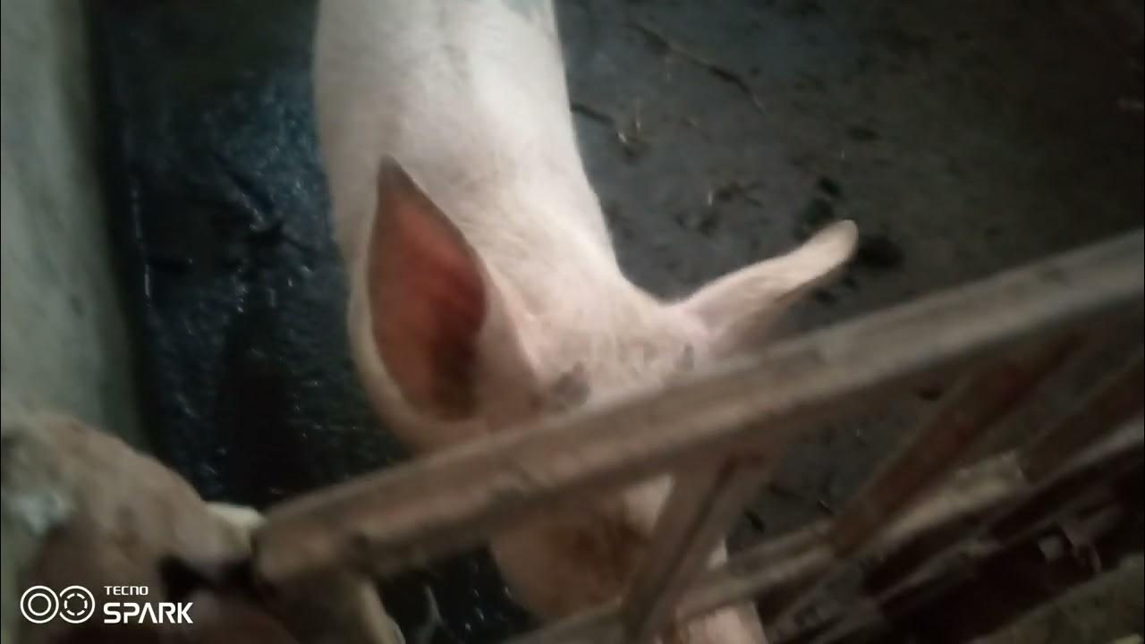 This pig grabbed my camera - YouTube