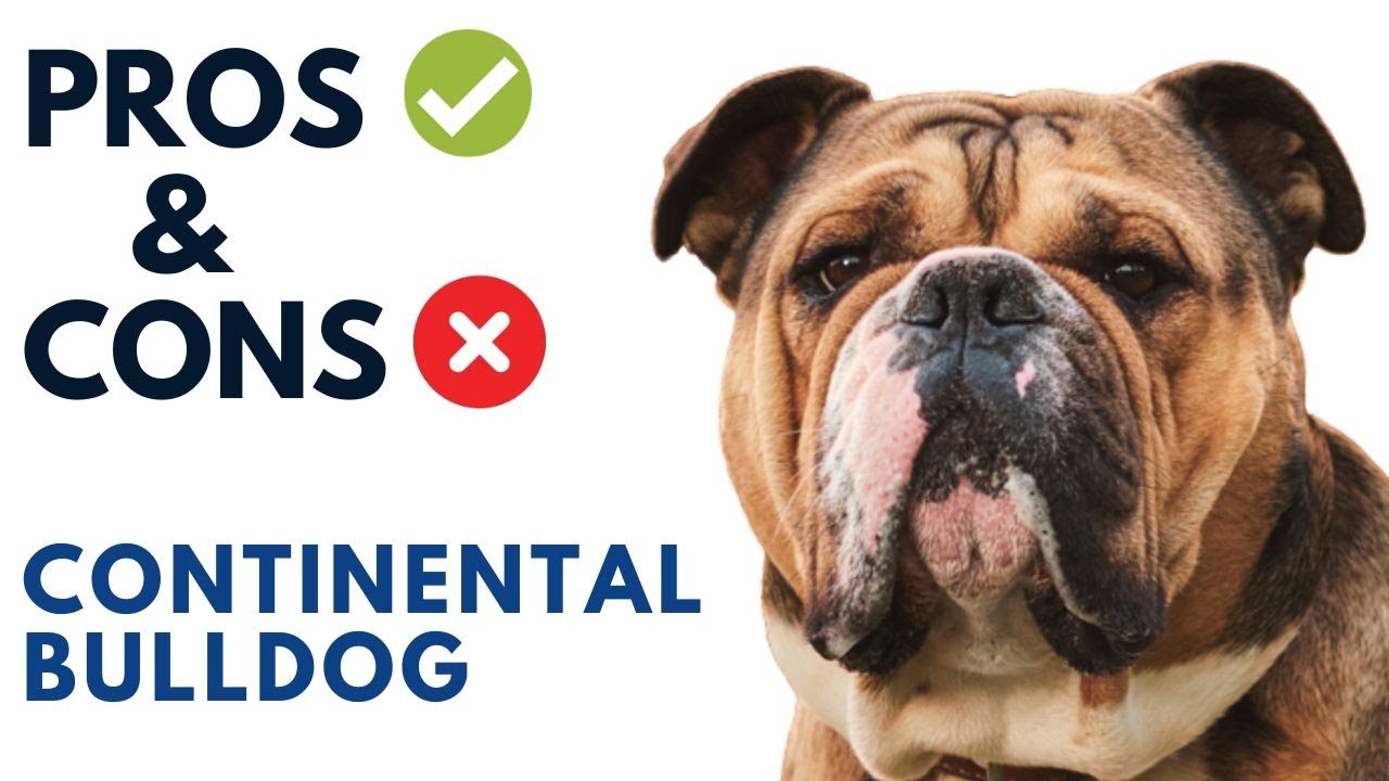 Continental Bulldog Pros and Cons | Conti Swiss Bulldog Advantages and ...