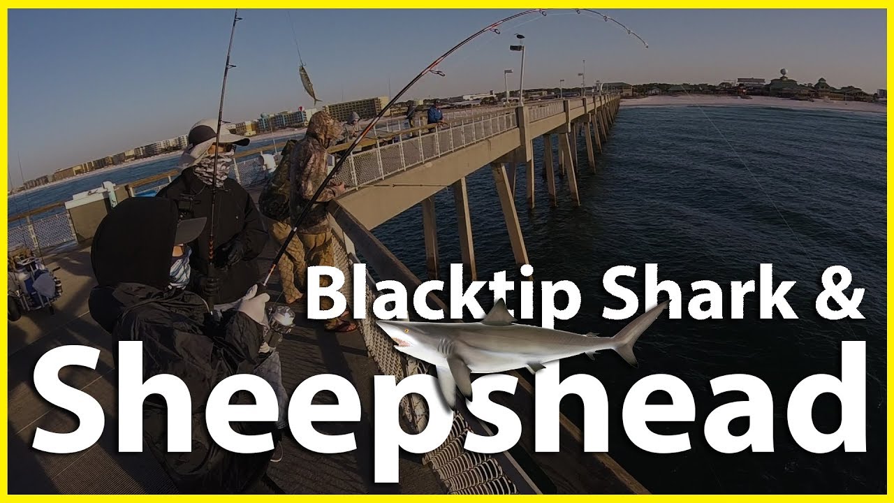 Blacktip Shark & Sheepshead Fishing - YouTube