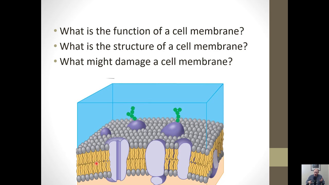 Cell Membrane Damage Prelab - YouTube
