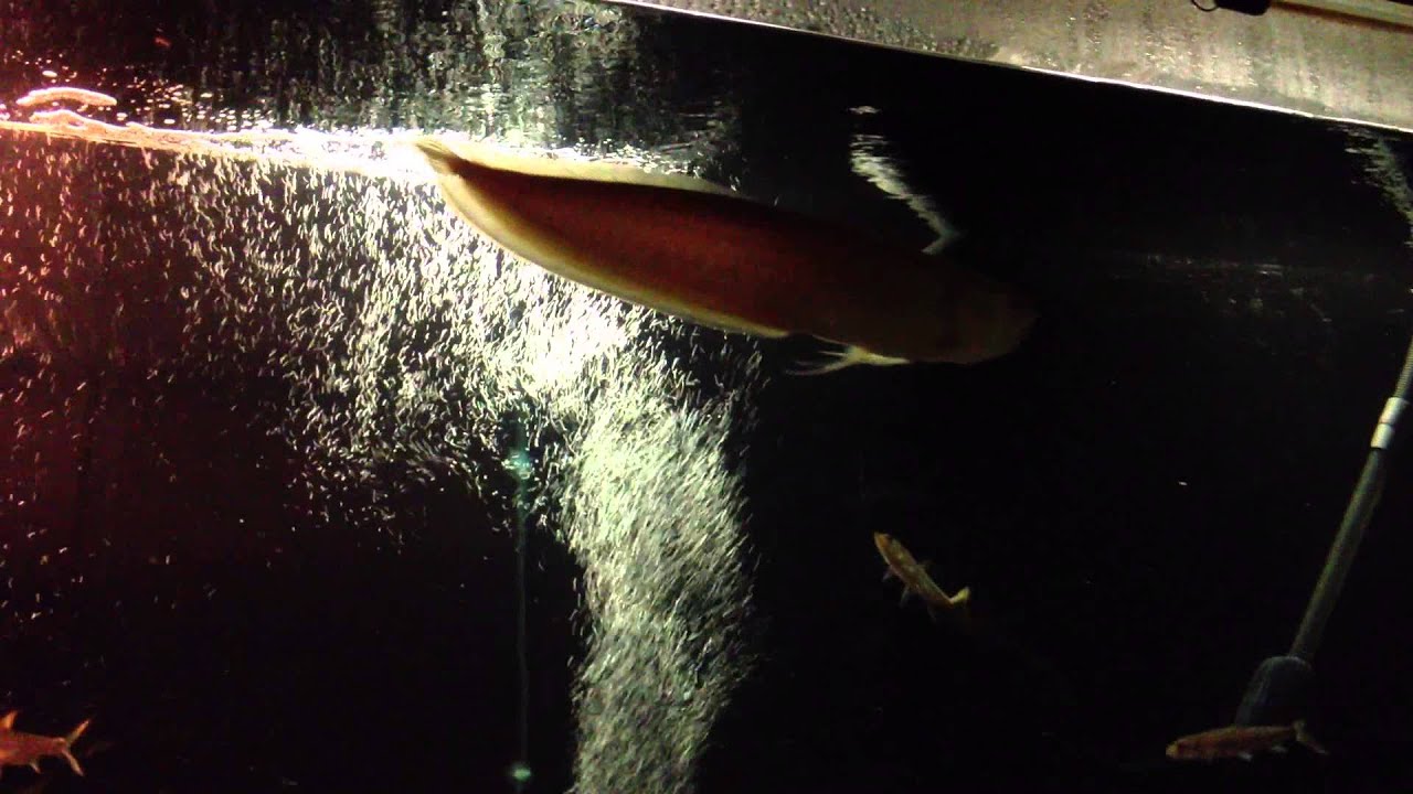 Red tail barracuda Feeding - YouTube