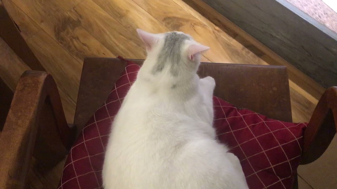 Ziggy Ziggy Zig Zag song - YouTube