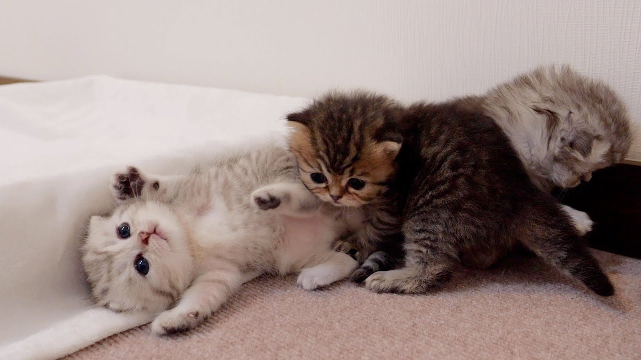 The kitten resisting with its short legs was so cute! - YouTube