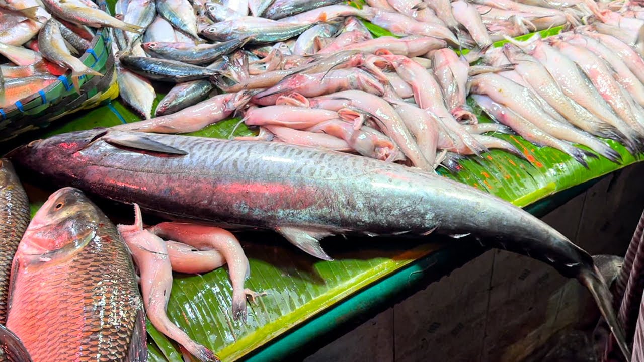 Knife Cut 20 KG Tuna Fish Cutting By Expert Fish Cutter || Bluefin Tuna ...