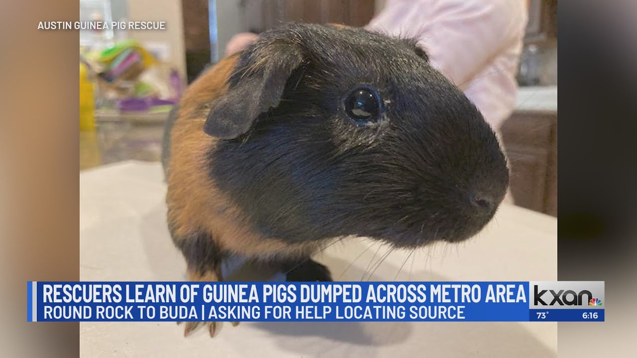 Dozens of dumped guinea pigs found along I-35, in Austin parks - YouTube