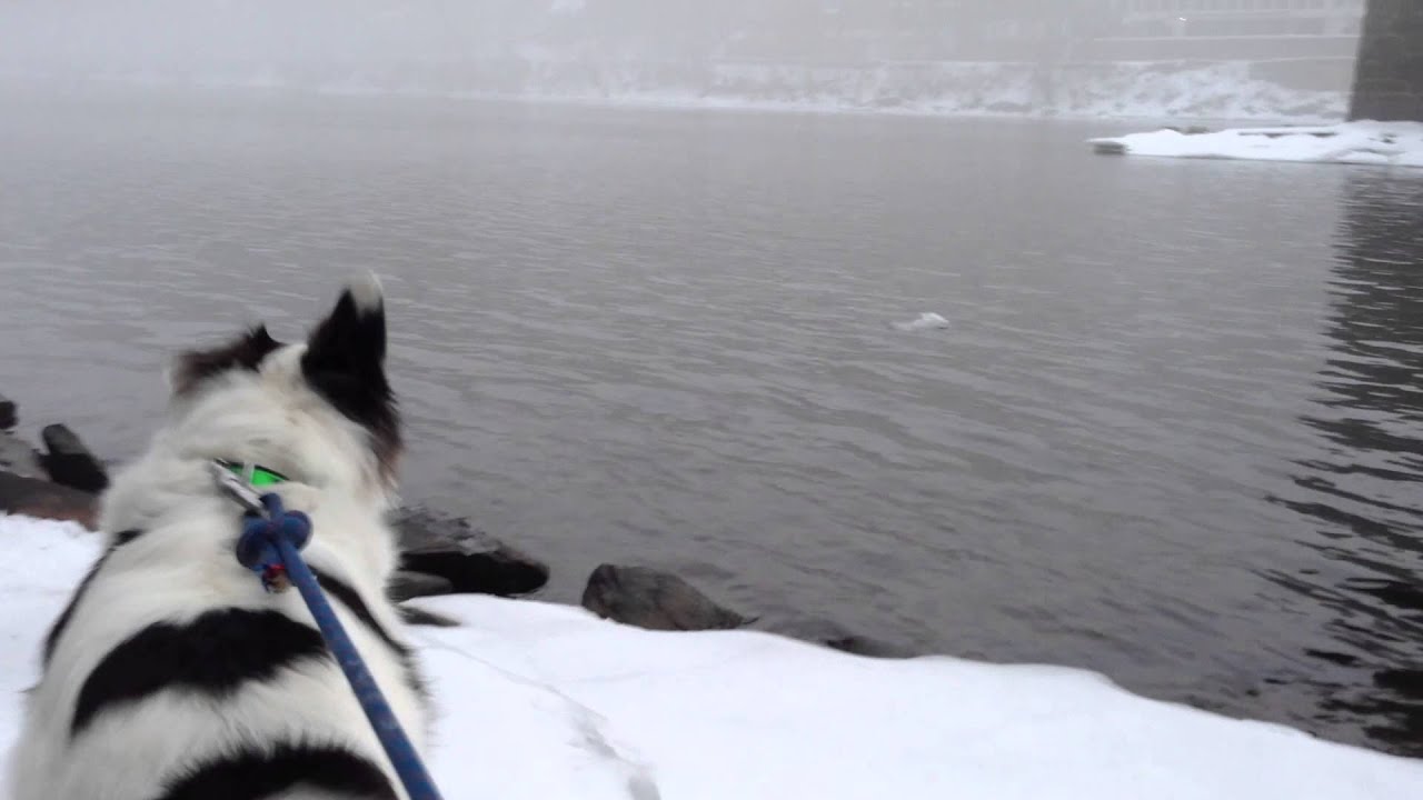 Border Collie vs. Floating Ice - YouTube