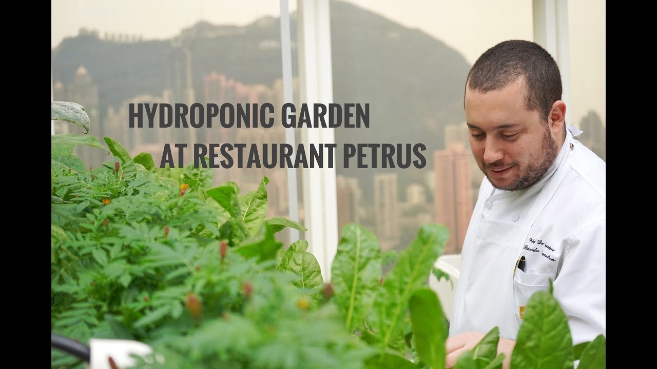 Hydroponic Garden at Restaurant Petrus - YouTube