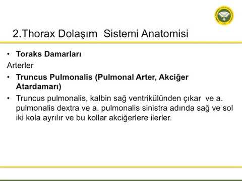 13- GÖĞÜS BÖLGESİ ANATOMİSİ