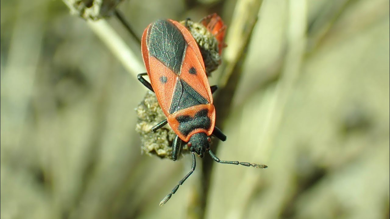 Spotted a Mediterranean Red Bug? Here’s What to Do Next - OpenLearning.blog