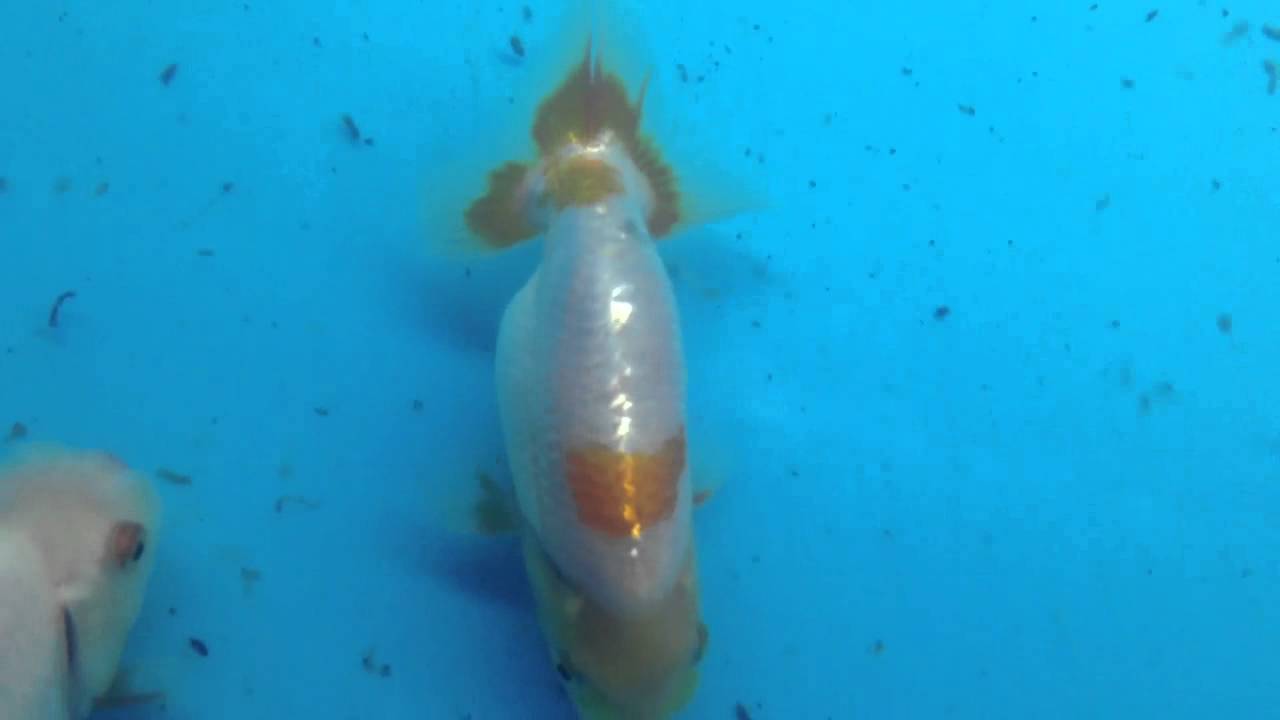 Gill flukes? - YouTube