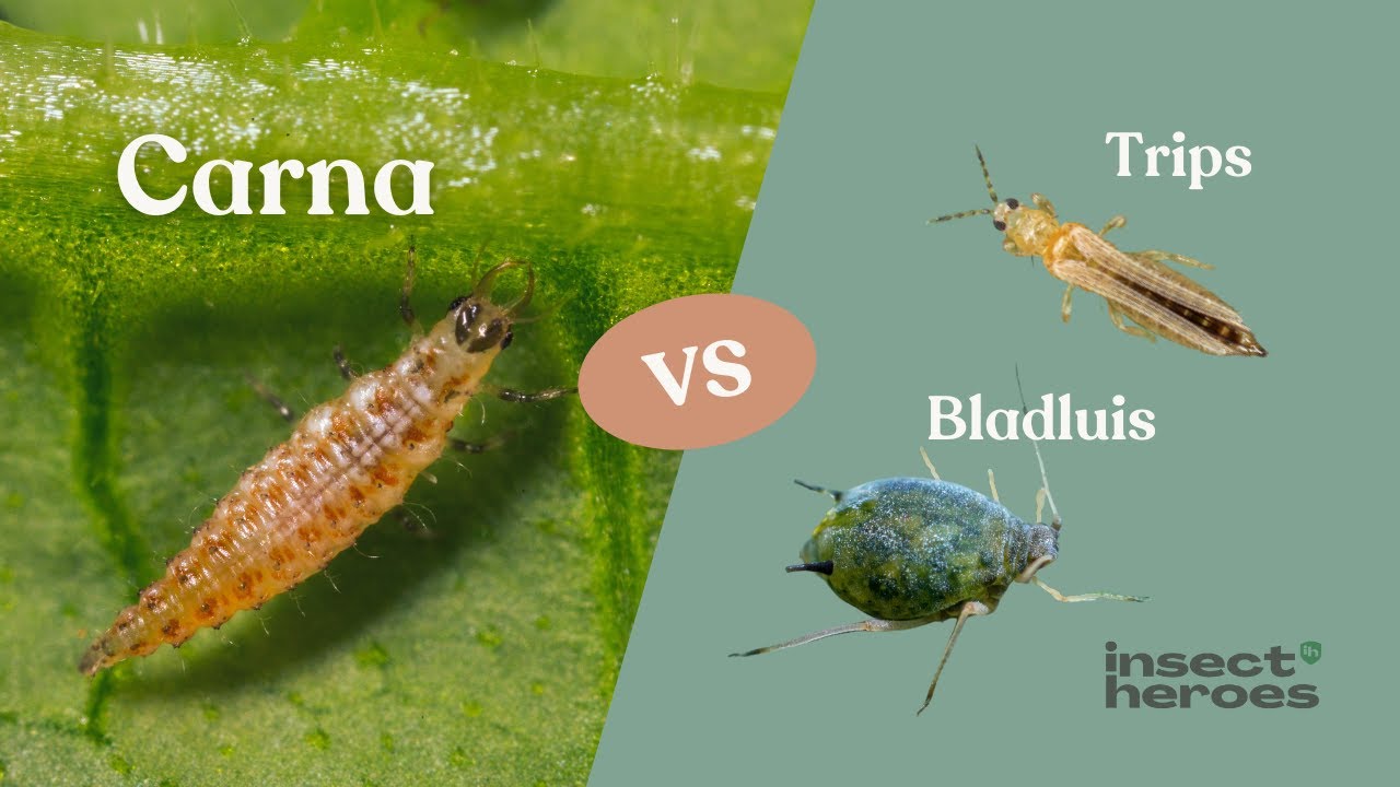 Supereffectief bladluis en trips bestrijden met Carna gaasvliegen: 100% ...