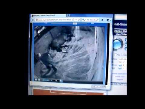 Mare Stare Mare Foaling - YouTube