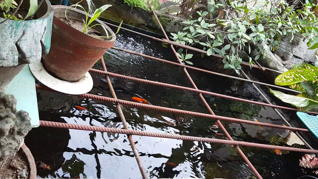 Koi, Tetra, Zebra, 24k Mollies and Goldfish VLOG 5 - YouTube
