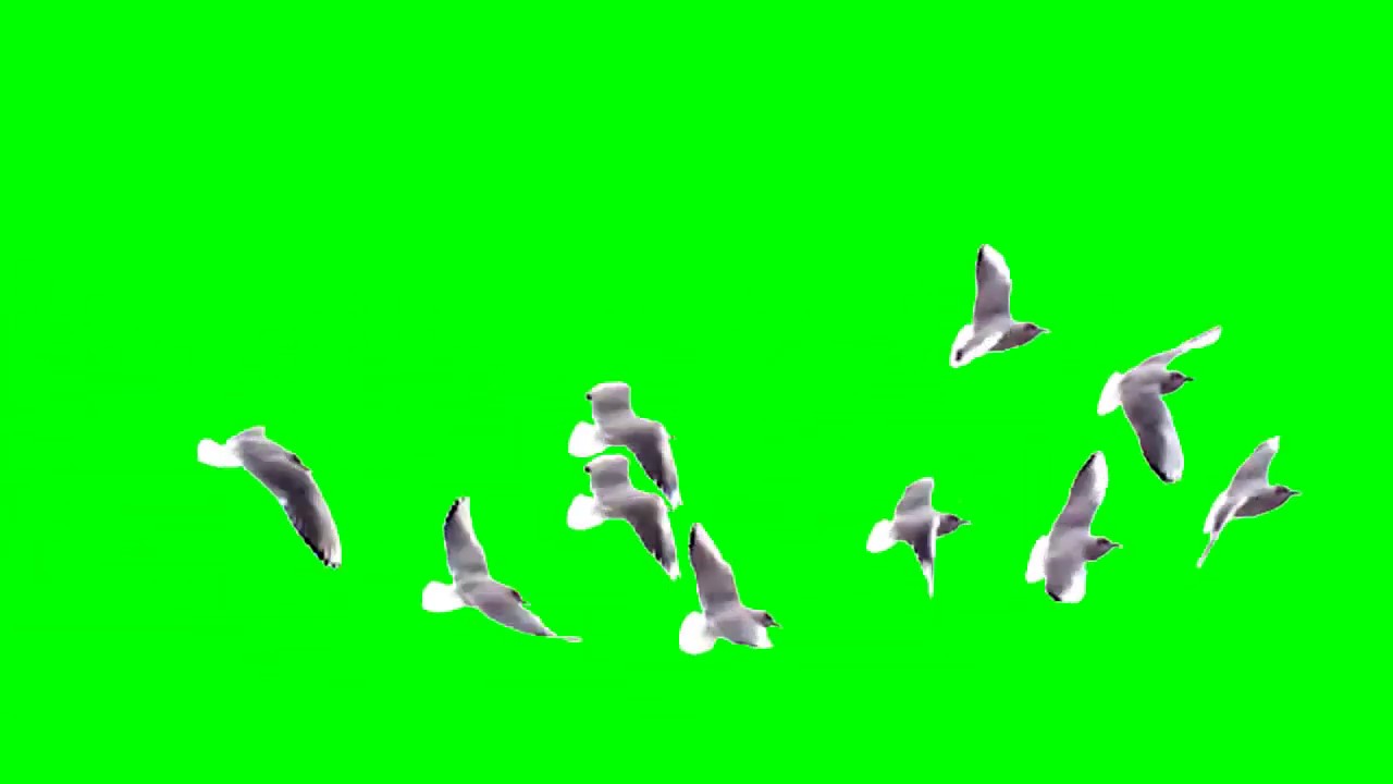 GREEN SCREEN BİRD FLOCK HD 720 #greenscreen - YouTube