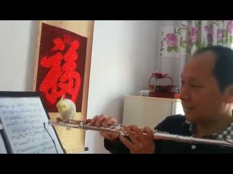 живая флейта - попугай насвистывает точь в точь мелодию