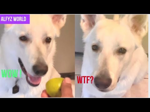 Funny dog's reaction to lemon | Dog hates lemon | prank video - YouTube