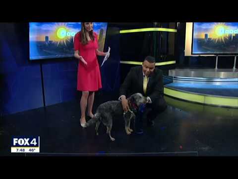Operation Kindness Stops By Good Day Sunday (KDFW FOX 4) 02/23/2020 ...