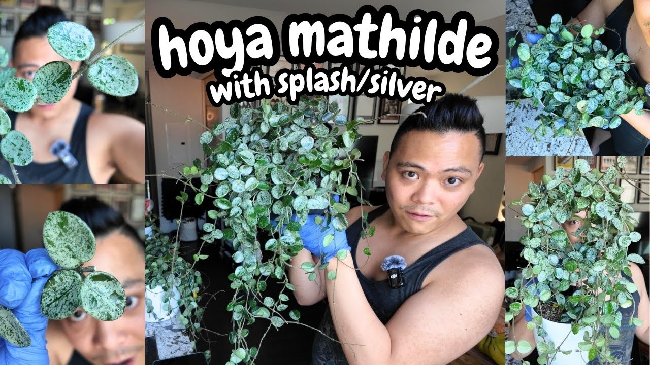 cutting up my hoya mathilde with splash/silver | wax plant wednesday ...