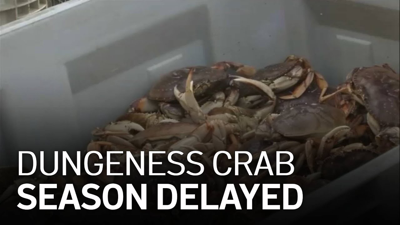 Commercial Dungeness Crab Season Delayed Along Bay Area Coastal Waters ...