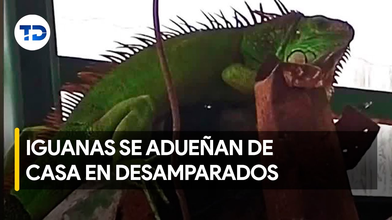 En Desamparados, una casa se volvió refugio de iguanas - YouTube