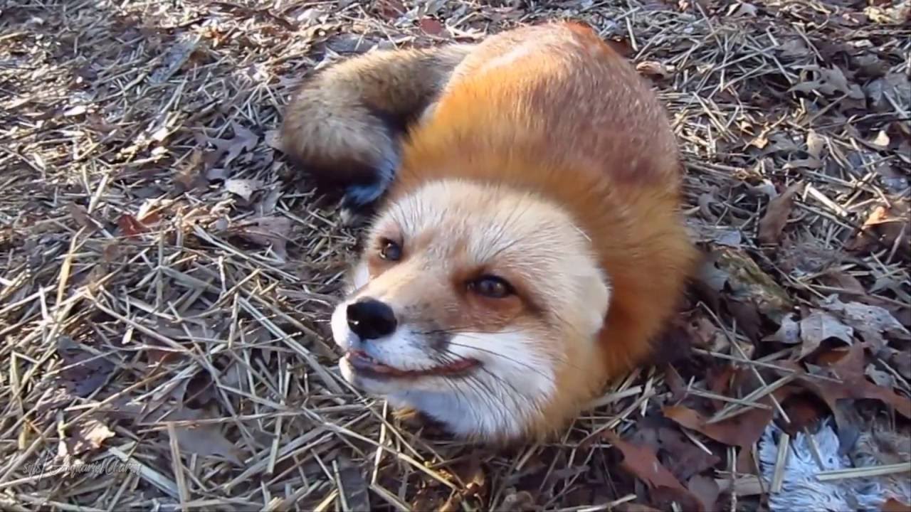Red and Arctic Fox Sound So Cute - YouTube