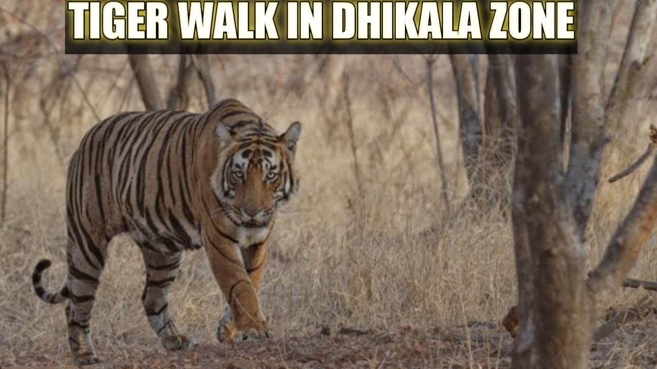 tiger walk in dhikala zone jim corbett national park uttarakhand - YouTube