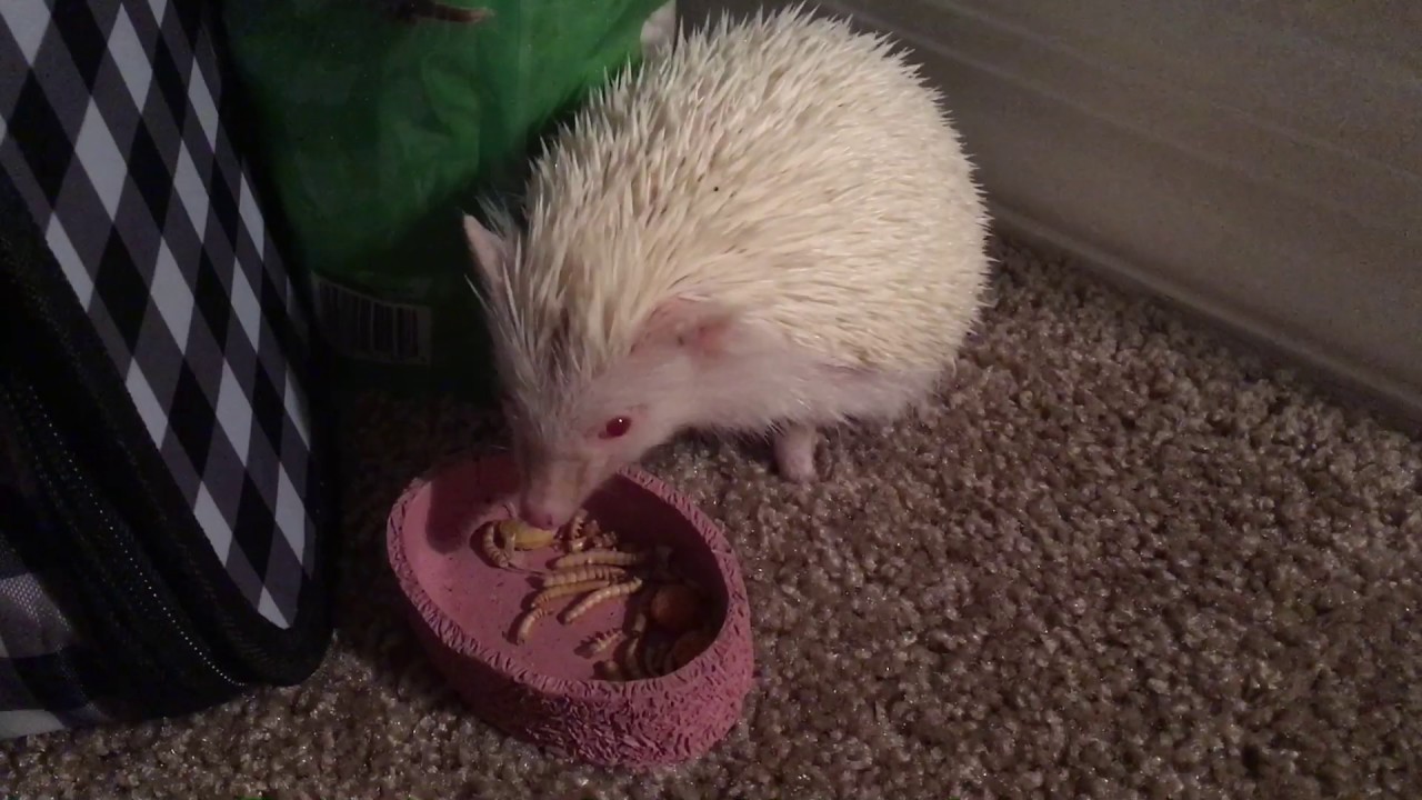 Cute hedgehog eating mealworms - YouTube