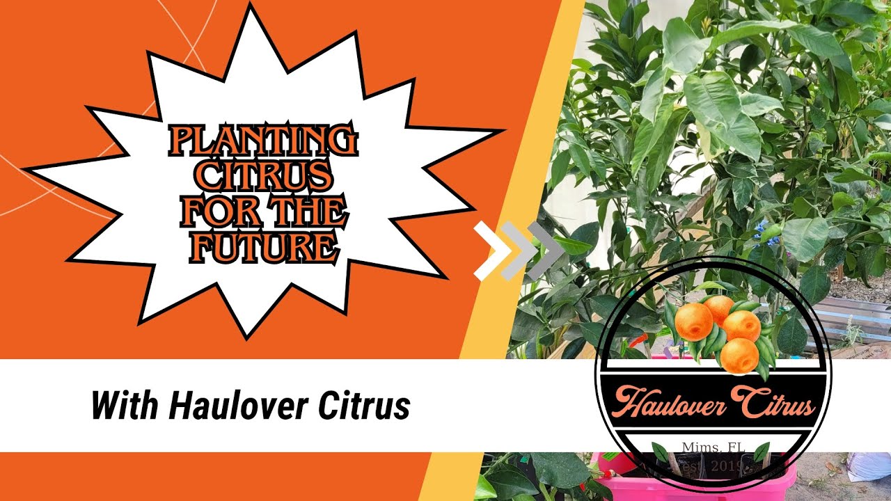 How to Plant Citrus Trees with Mycorrhizal fungi used both Myco ...