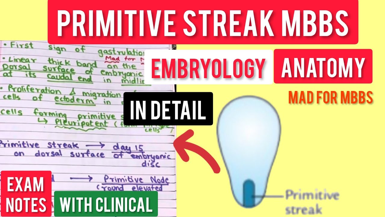 Primitive Streak MBBS | Very Easssy | Embryology| In detail | Topper ...