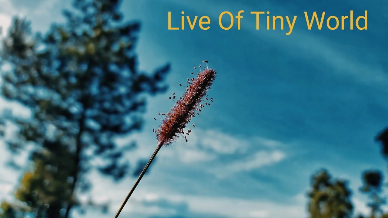 Samsung Galaxy A70 CINEMATIC VIDEO/#nature #cinematic #samsung