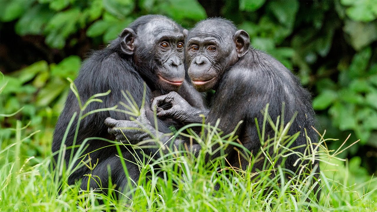 Animal Homosexuality: The Hidden Animal Behavior Scientists Tried to ...