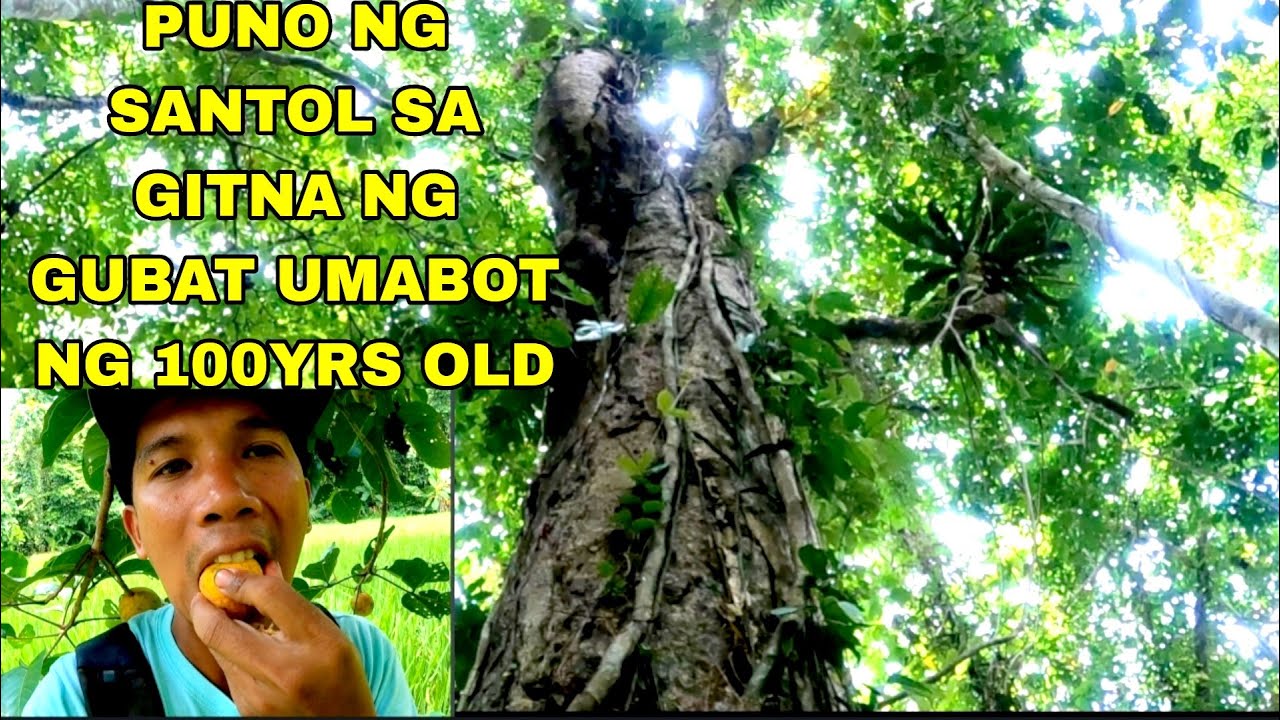 PUNO NG SANTOL NA UMABOT NA SA DAANG TAON - YouTube