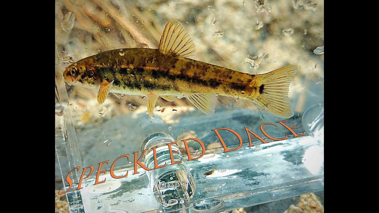 Arizona Micro Fishing Speckled Dace (Rhinichthys Osculus) - YouTube