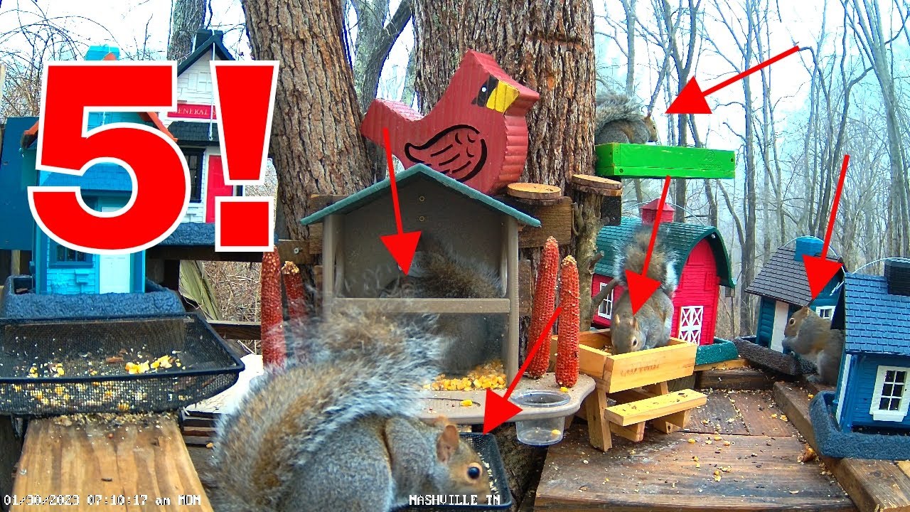 Squirrels TAKE OVER Miniature VILLAGE! - YouTube
