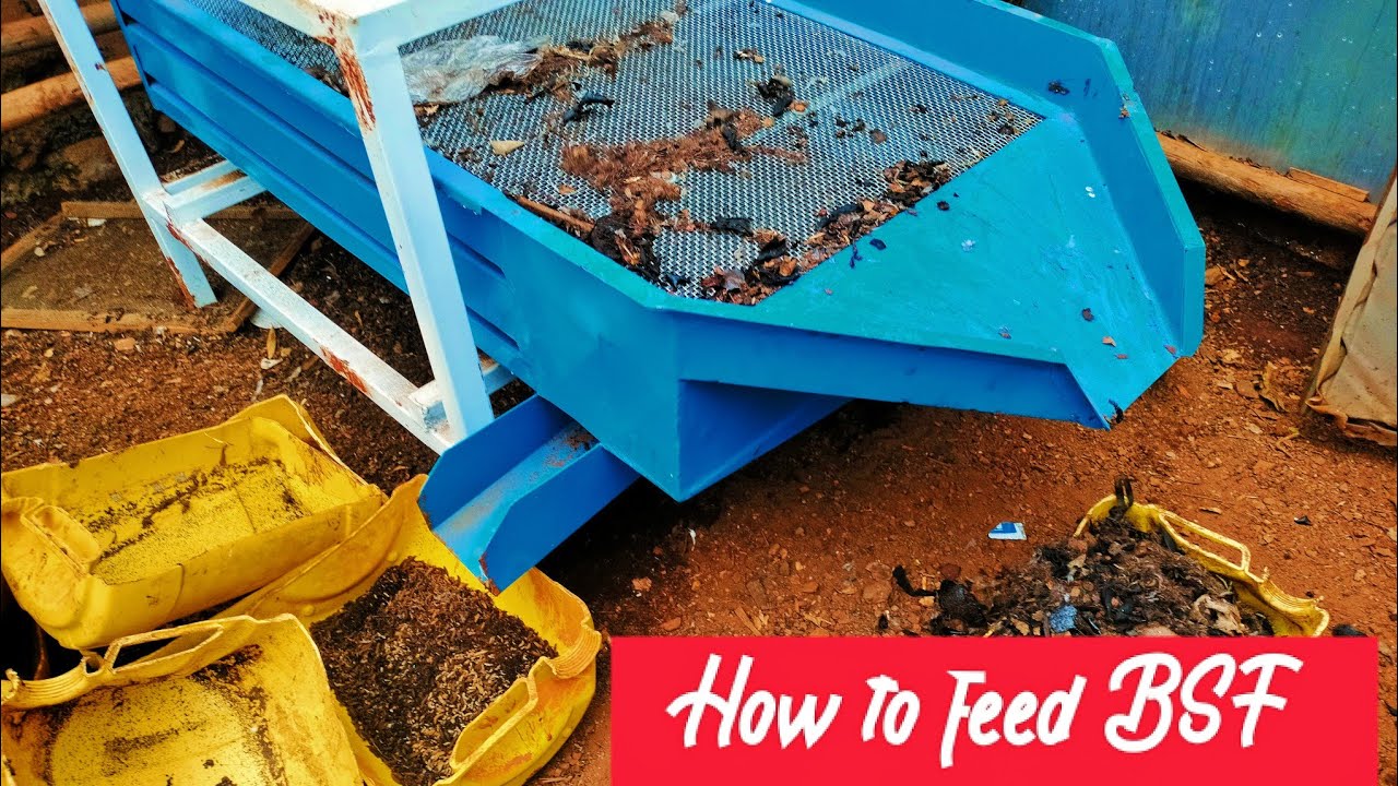 How to make BSF food and feed them! @iammarwa@IreneZab - YouTube