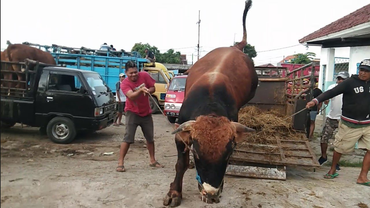 BIG COW GETTING OUT OF THE TRUCK,ANIMALS AND PETS,COW SOUND #cowbig ...