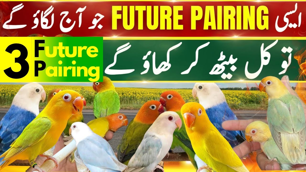 3 Future Pairing of Lovebird | 3 Best Future Pairing | Cheapest Pairing ...