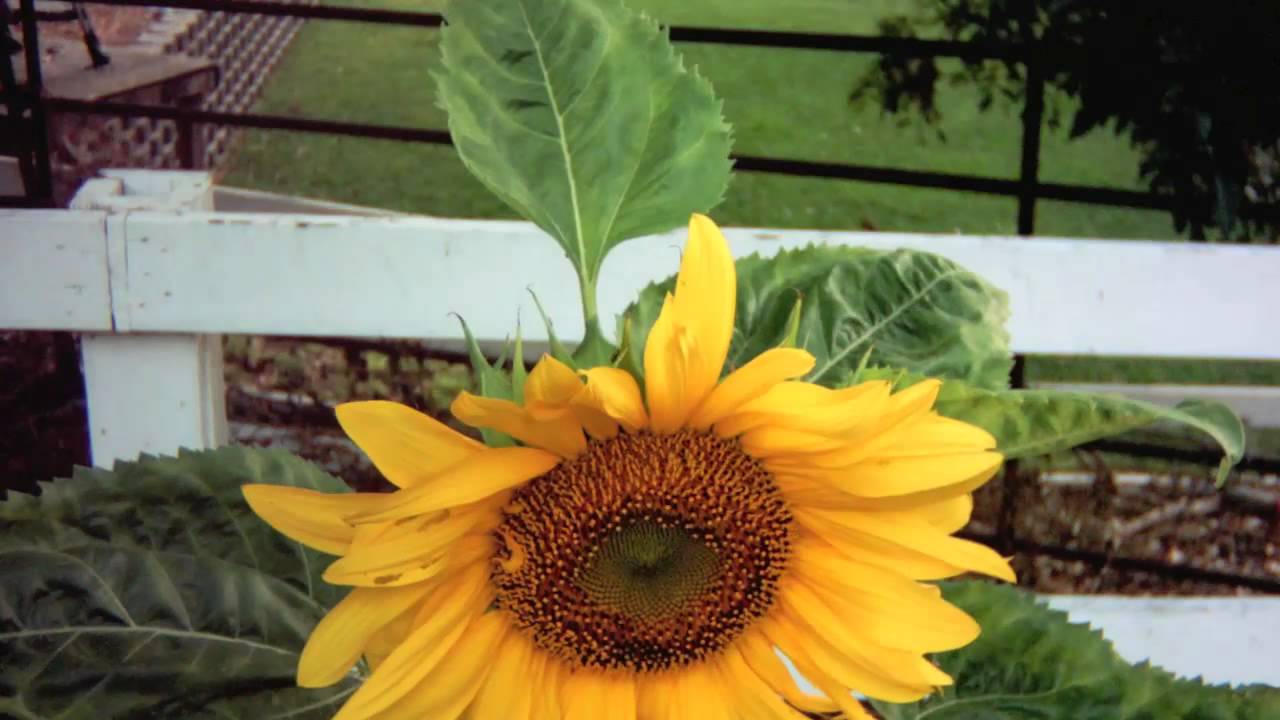 Sunflower Time Lapse with PlantCam - YouTube